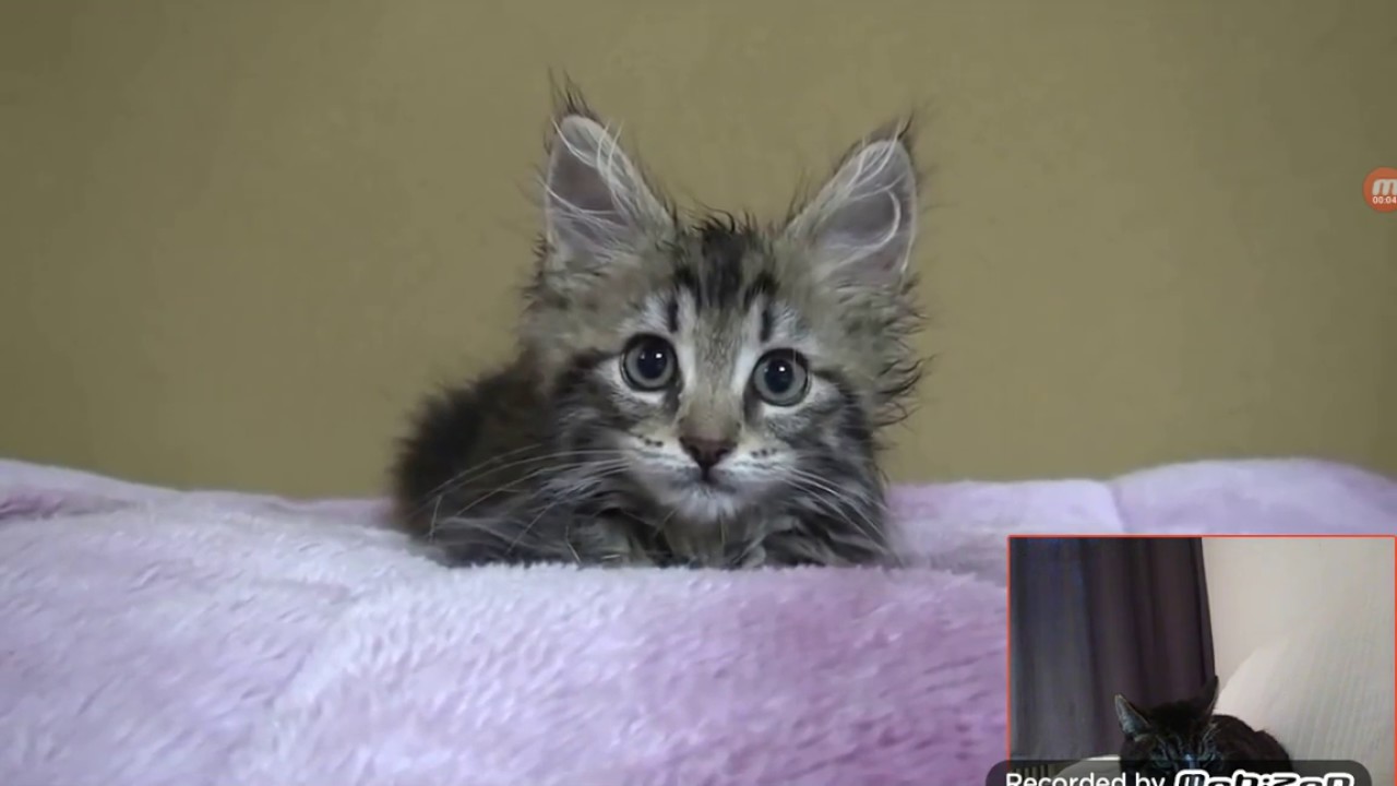 Katze guckt sich Katzen Video an und reagiert darauf - YouTube
