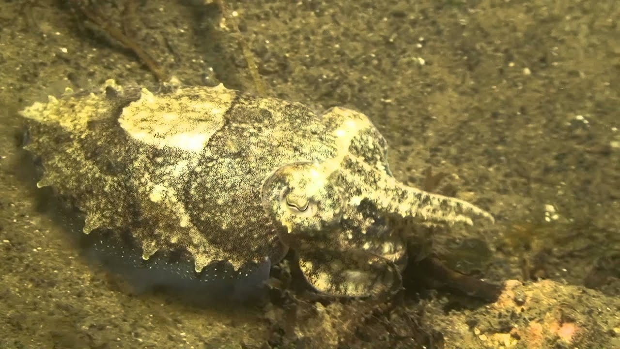 baby Sepia's - YouTube