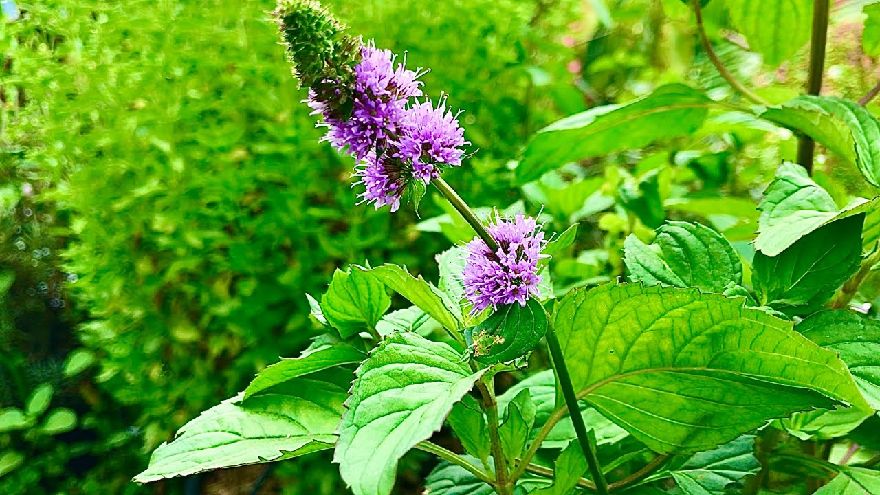 COMO FAZER MUDA E ELEVANTE (LEVANTE) E GANHAR DINHEIRO - YouTube