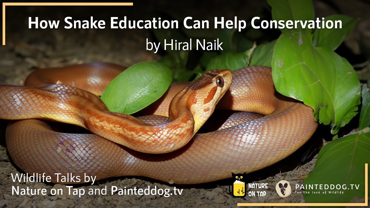 Snake Education Helps Conservation | Nature on Tap | January 2024 - YouTube