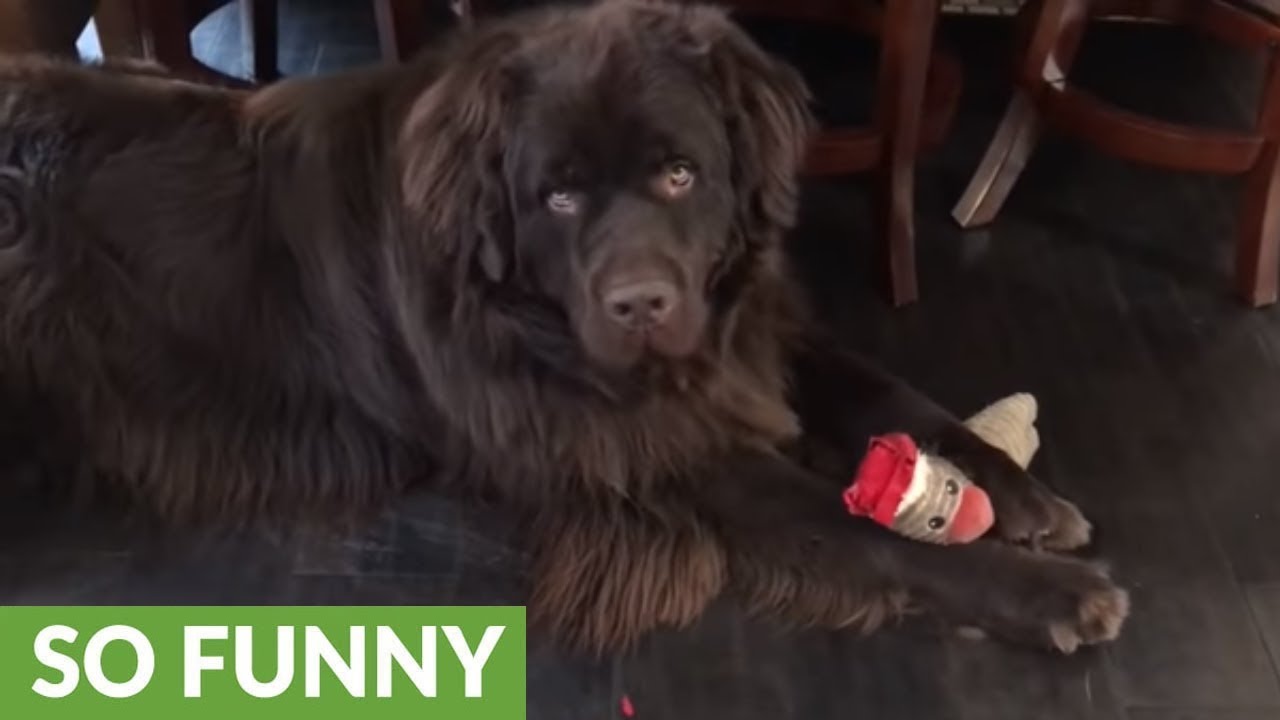 Newfoundland utterly annoyed by his owner - YouTube