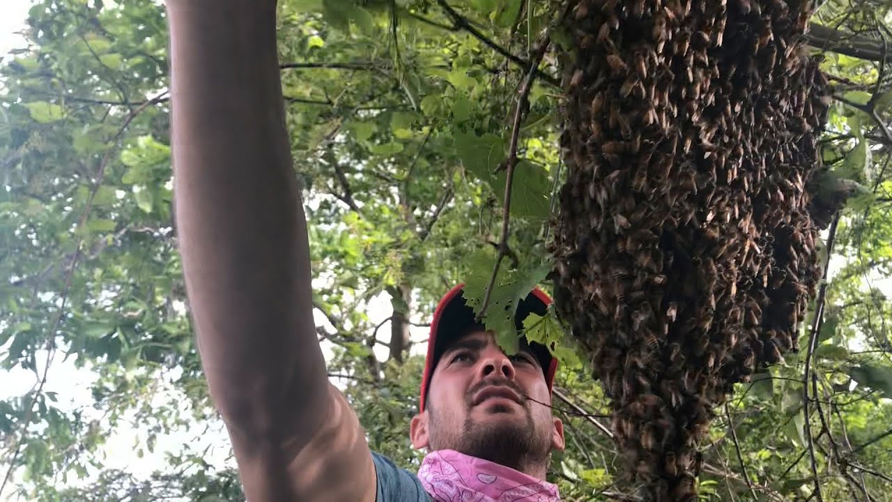 Nature boy Steve catches a swarm of honey bees!!!!! - YouTube