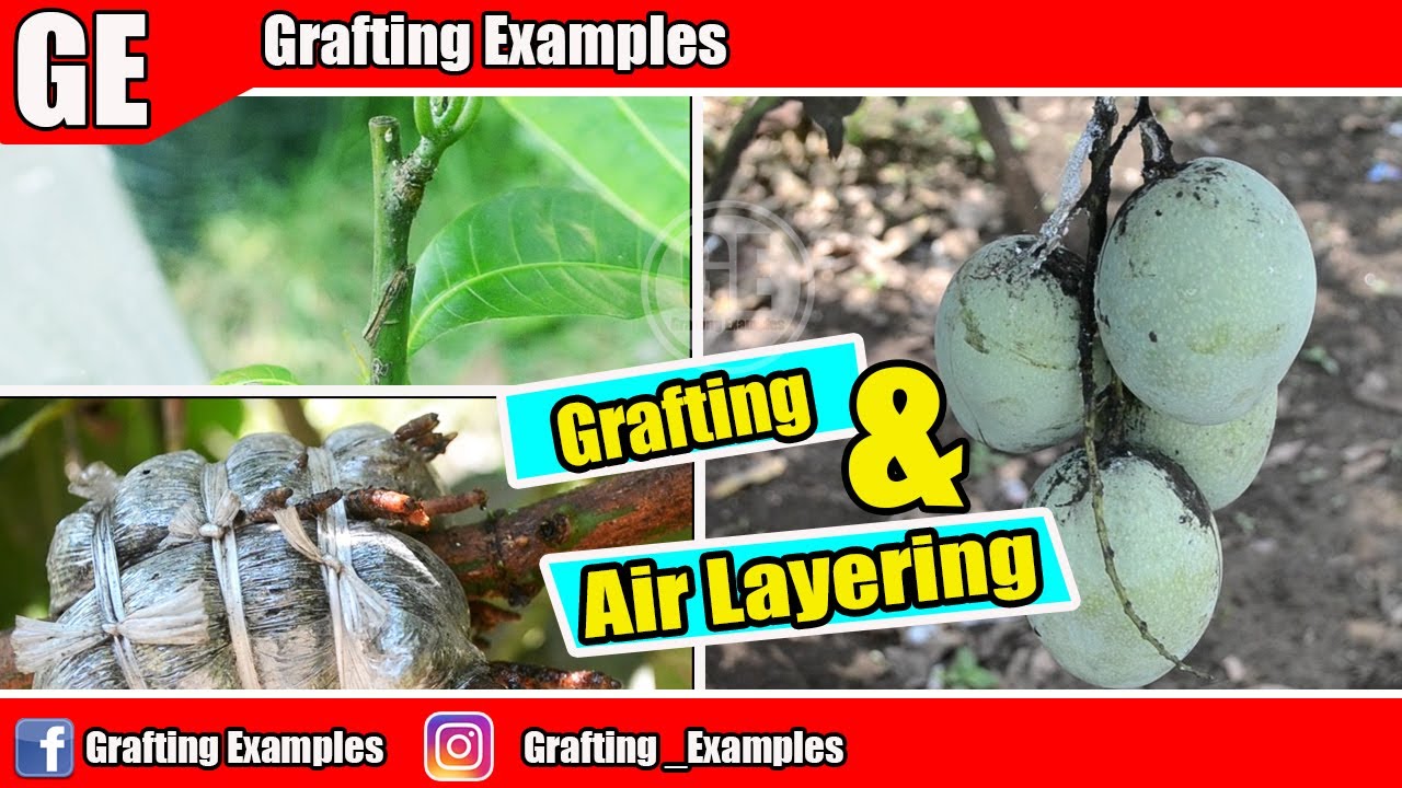 Grafting and Air Layering Mango Tree Have Good Result - YouTube