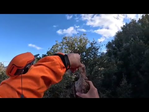 κυνήγι μπεκατσας Καλαμάτα - YouTube