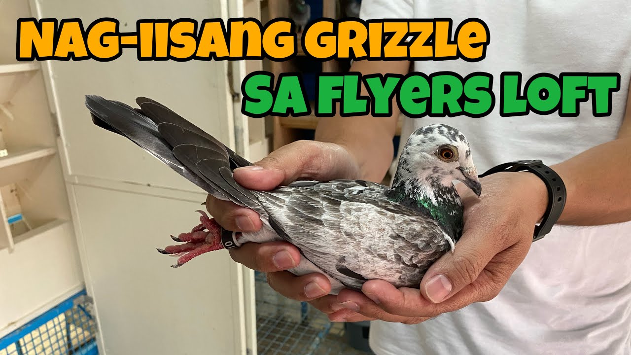 ANG KWENTO NG NAG-IISANG GRIZZLE SA FLYERS LOFT KO |Reggie Cruz Loft ...