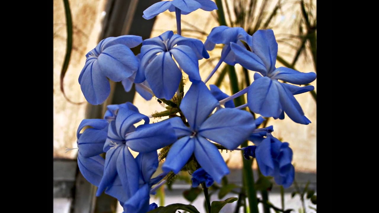 Windchimes, Song Birds & Blue Spring Flowers - YouTube
