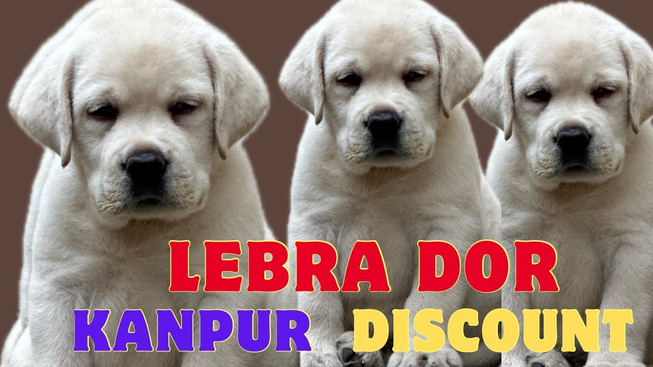 Labrador Retriever Puppy | Types Of Labrador | Labrador Puppies Kanpur ...