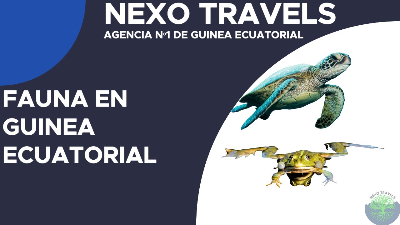 Fauna Guinea Ecuatorial: tortugas marinas y la rana más grande del ...
