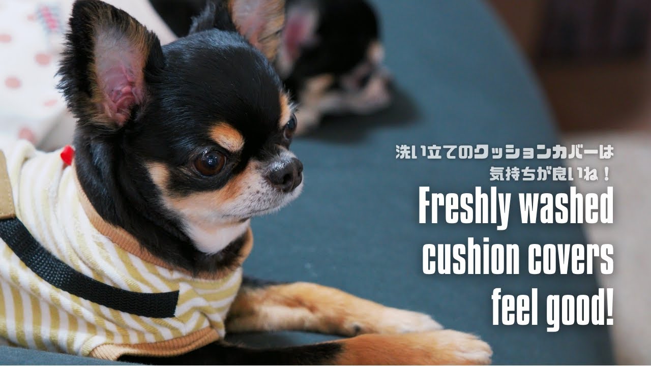 Freshly washed cushion covers feel good! - Torajiro w/Nene - YouTube