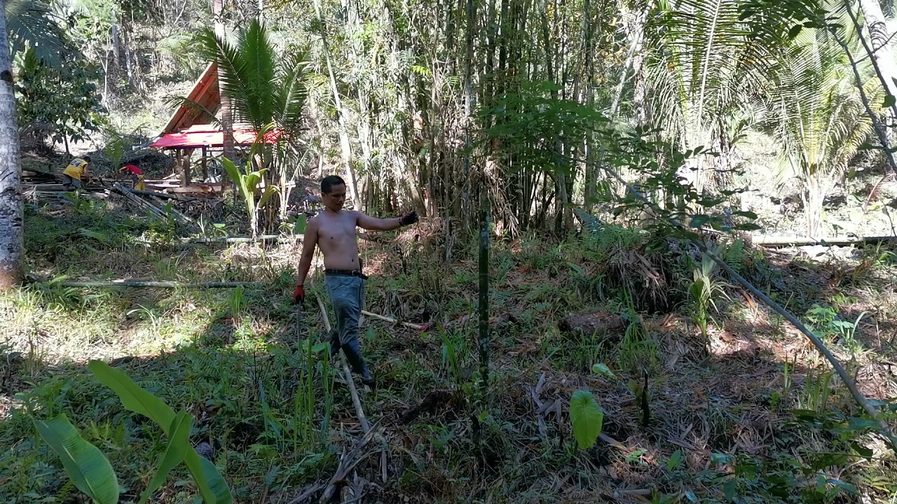 Nagtanim ng Dragonfruit at Gulay na Agitway o Lagikway | Ofw to Farming ...