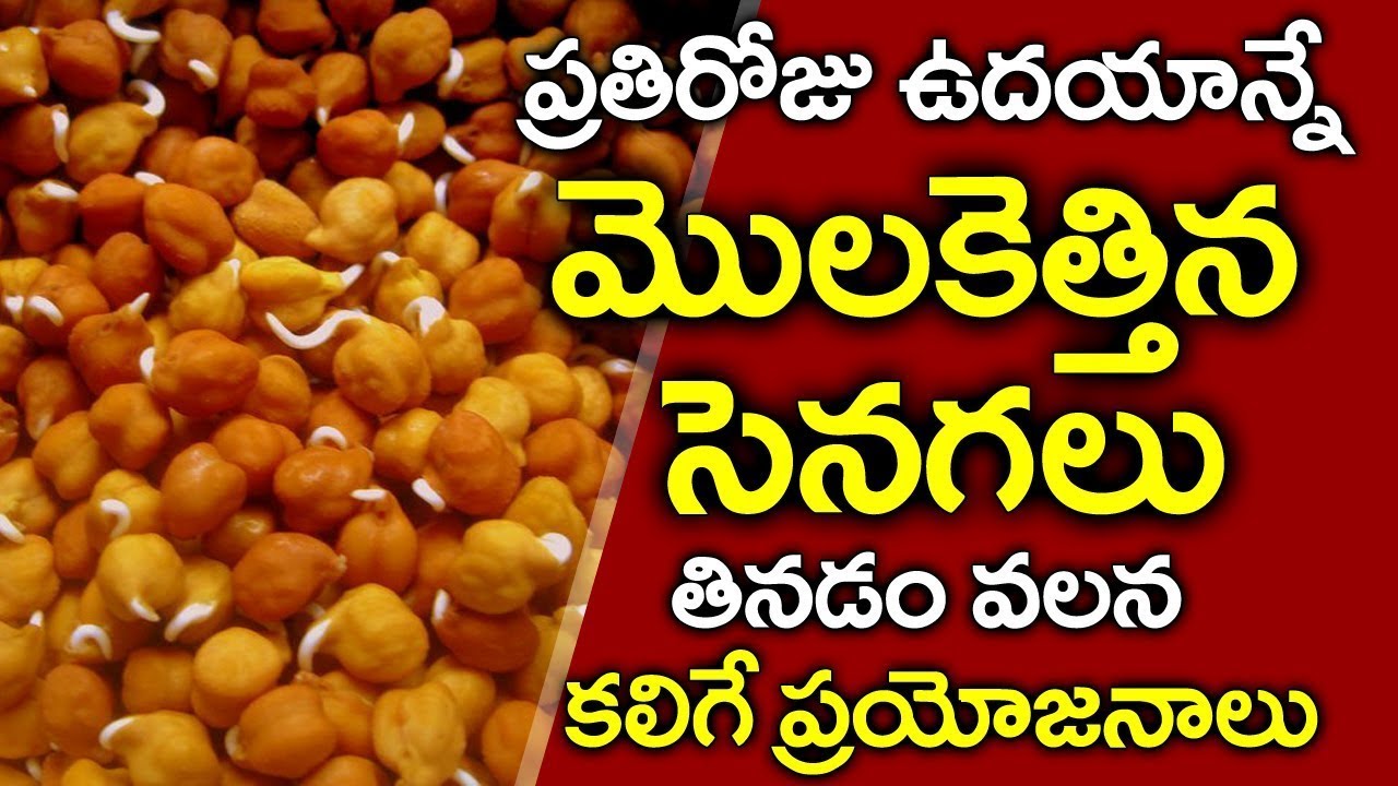 Health Benefits Of Eating Senagalu In The Morning Time || Mana Plants ...
