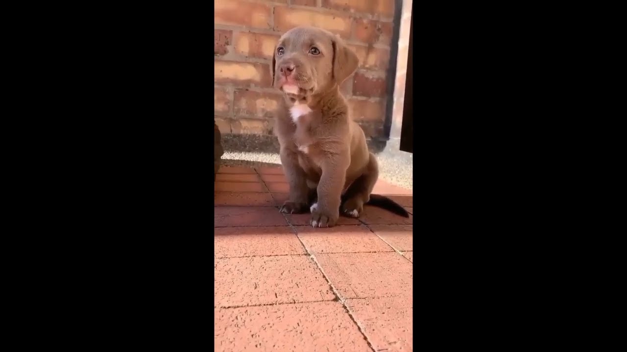 Super Ultra Cute Puppy - Top Videos Pets World - YouTube