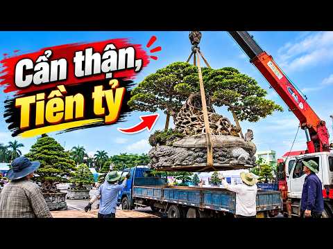 Cẩu hàng trăm cây cảnh Bonsai tiền tỷ rời triển lãm gây chú ý | Châu Đại Dương