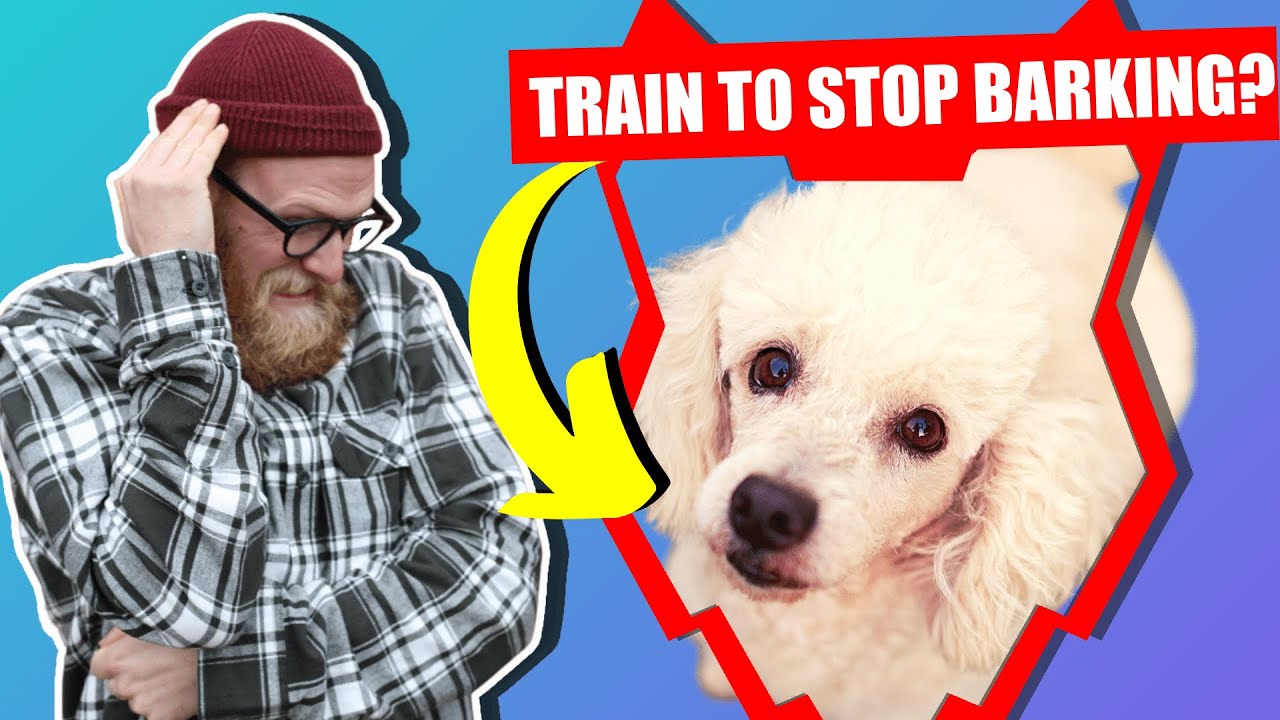 How To Stop Your POODLE Barking - YouTube