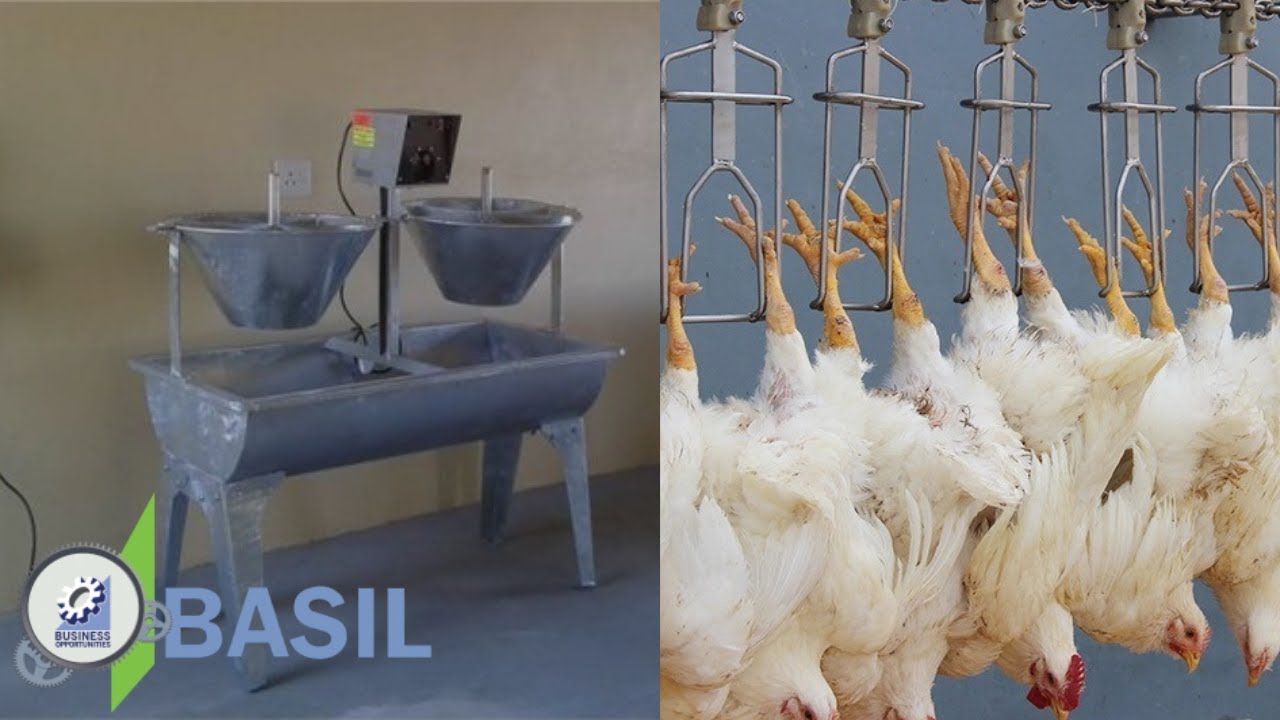 1000 Chicken per day Abattoir by BBO - YouTube