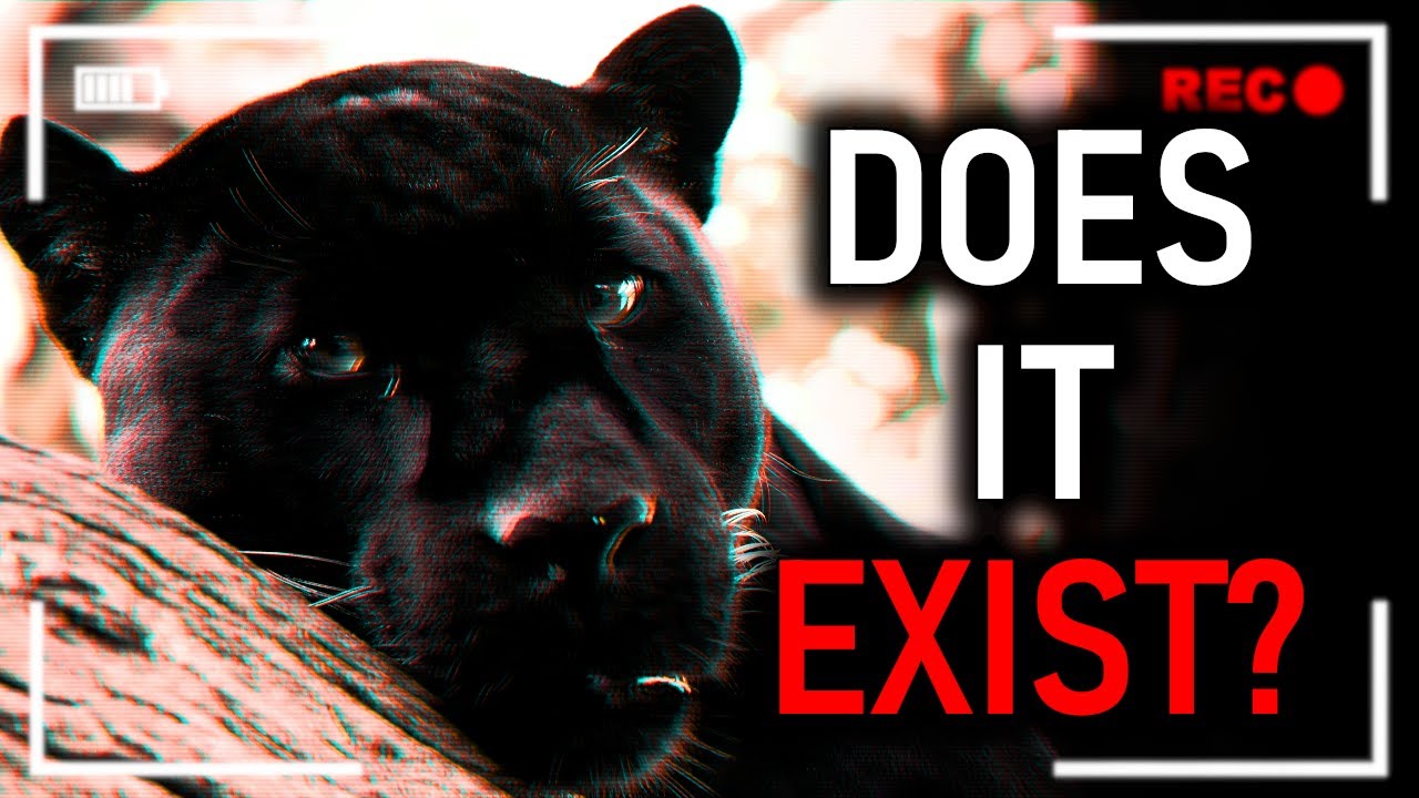 Does The Blue Mountains Panther Exist? | Cryptid Documentary - YouTube