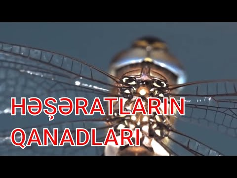 Həşəratların qanadları