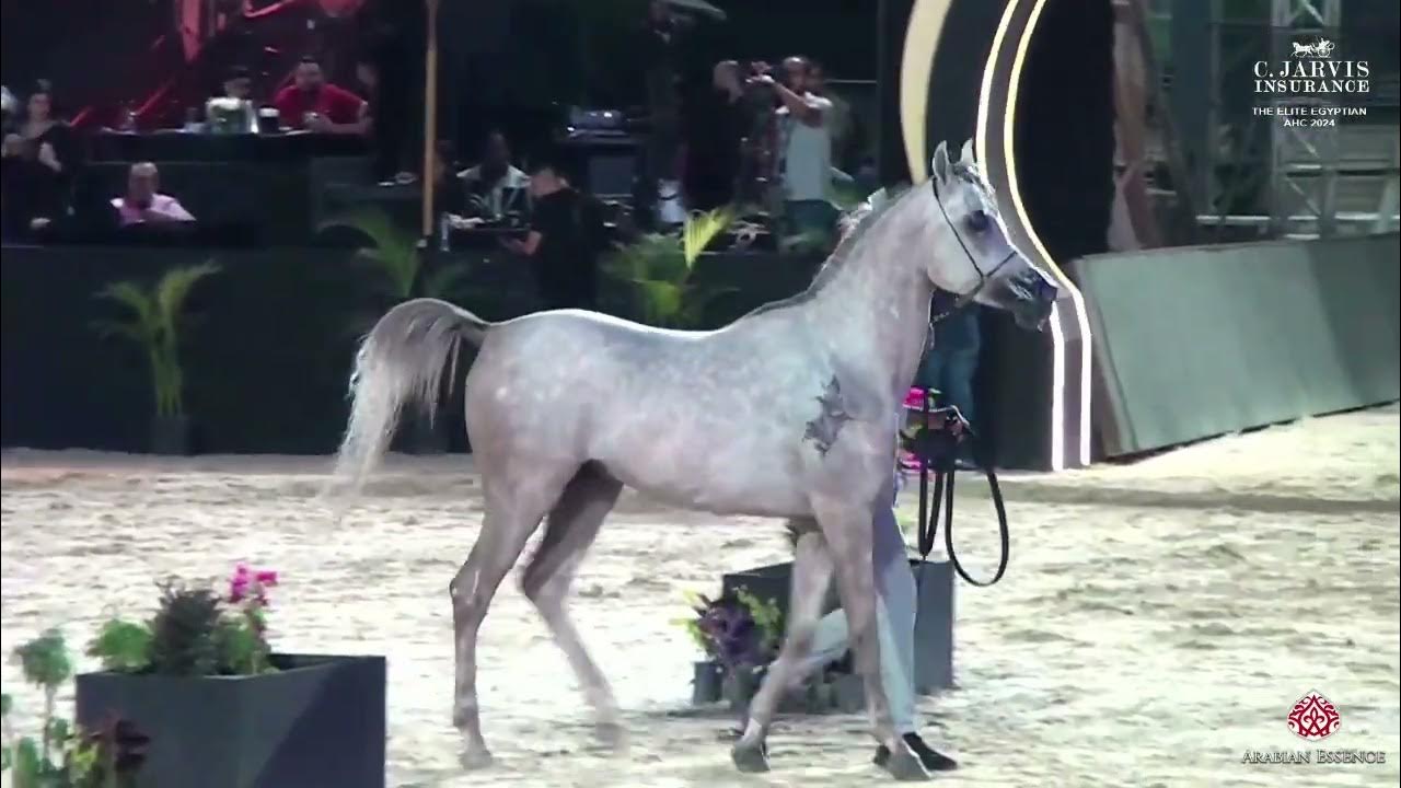 N 130 SAMSAM KERIAZY The Elite Egyptian AHC 2024 Colts 2 Years Old Section B Class 7B - YouTube