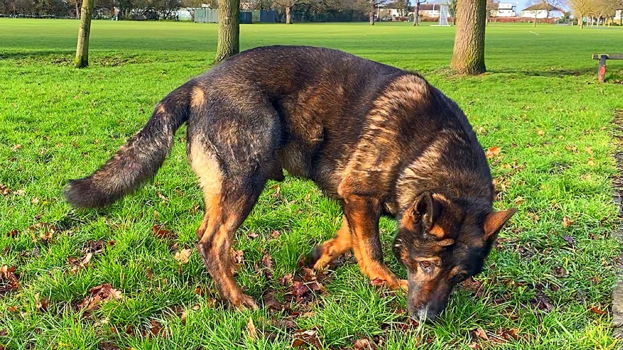 Dark sable working line german shepherd dog - YouTube