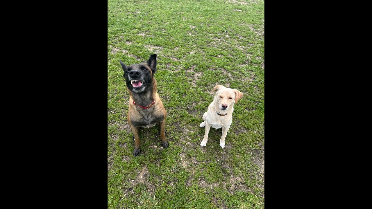 Entrenamiento en vivo con mi perro🐕🐾. - YouTube