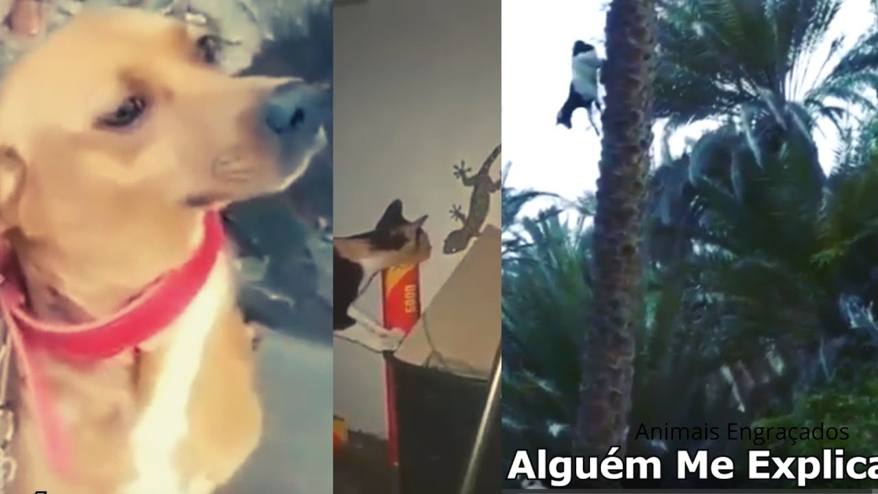 Animais Engraçados APRONTANDO - Tente Não Rir - Cachorros e Gatos - YouTube