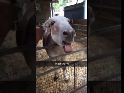Donkey makes weird noises - YouTube