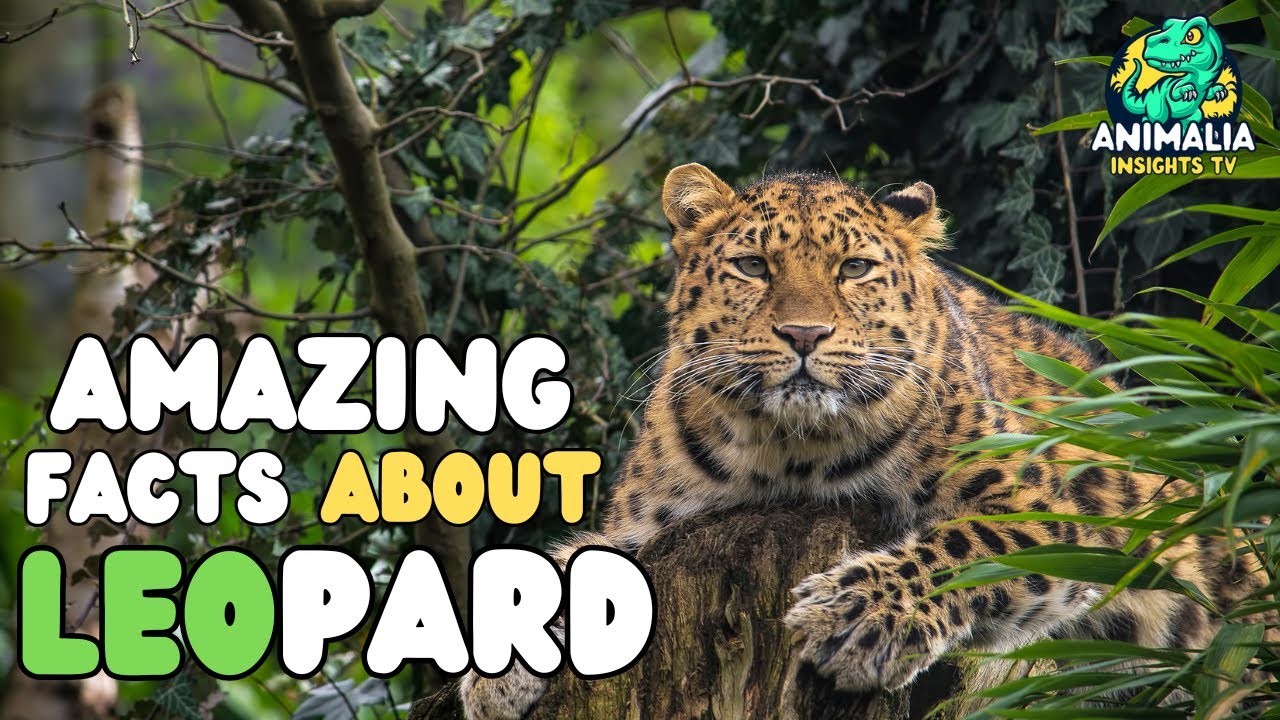 You Won't Believe These 10 AMAZING Facts About LEOPARDS! - YouTube