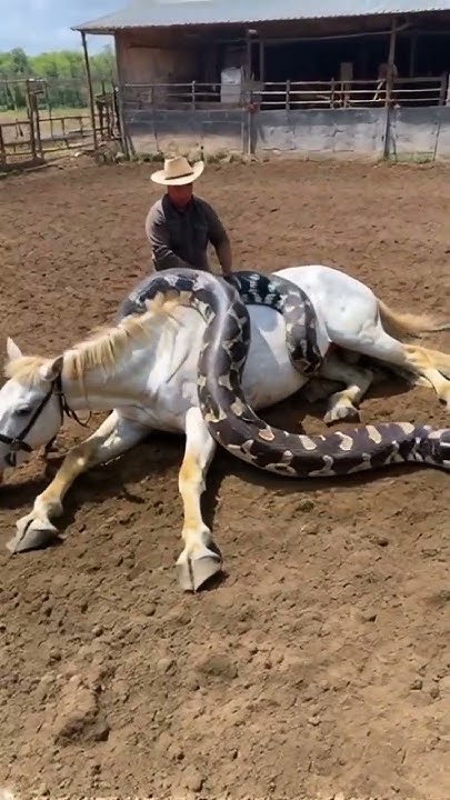 The cowboy is saving his horse from under the python #youtubeshorts ...