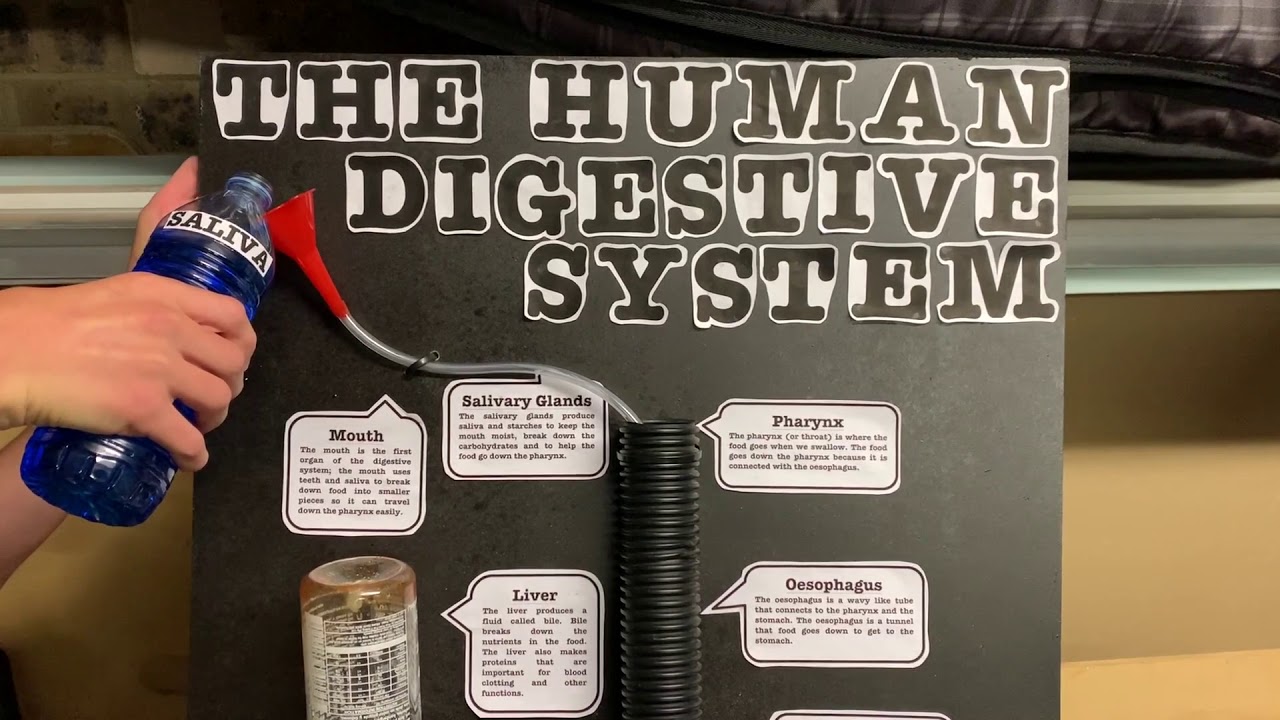 The Human Digestive System - Science 8M - YouTube