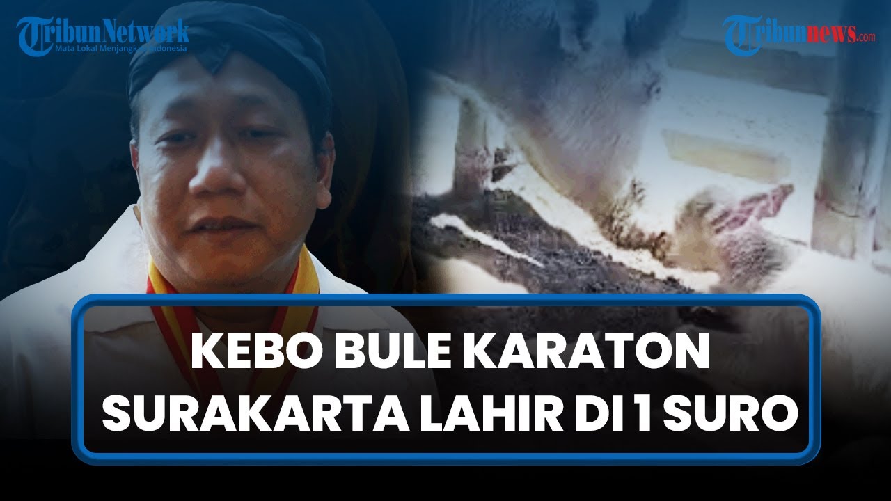 LANGKA! Kebo Bule Keraton Surakarta Lahir Jelang Kirab Malam 1 Suro ...