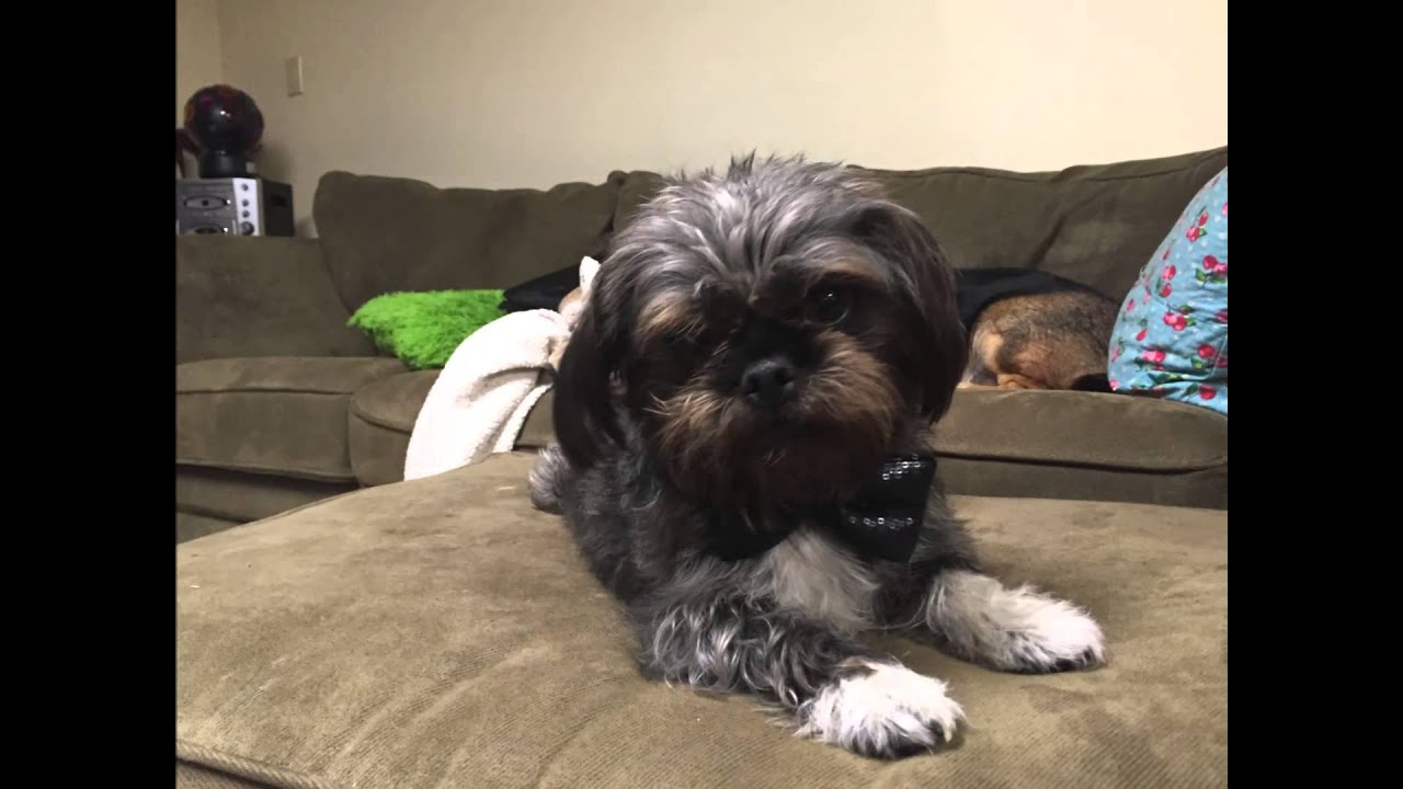 Gossip Dogs Finished - YouTube