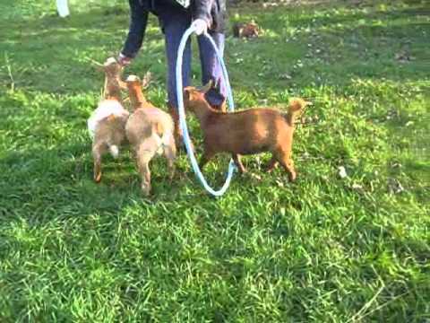 Training our goats ^^ - YouTube