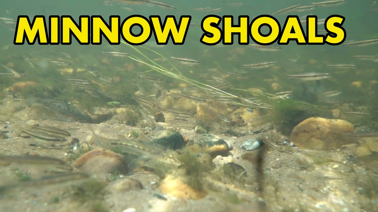 Large Minnow Shoals Underwater - YouTube