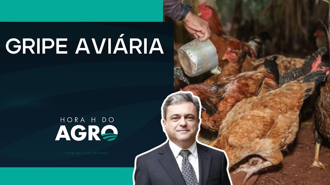 Gripe Aviária está controlada no Brasil, diz presidente da ABPA | HORA ...