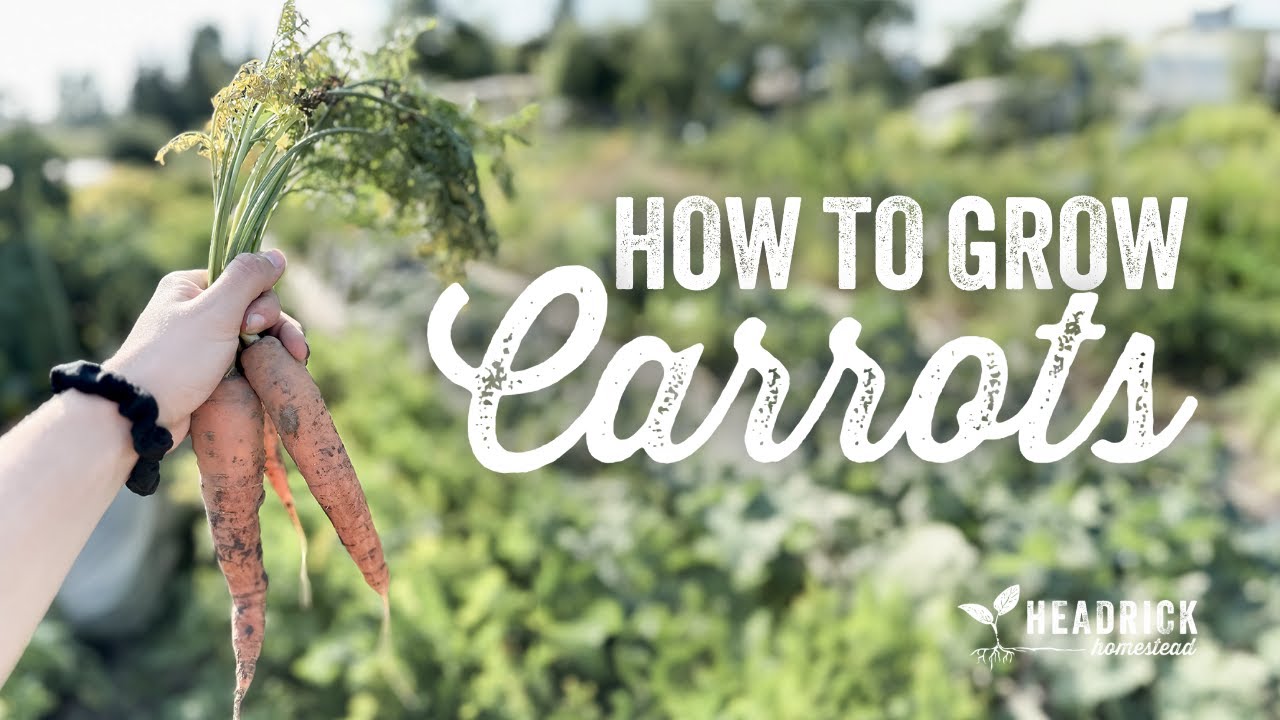 How to Grow Carrots | 3 Tips for a Successful Carrot Harvest - YouTube