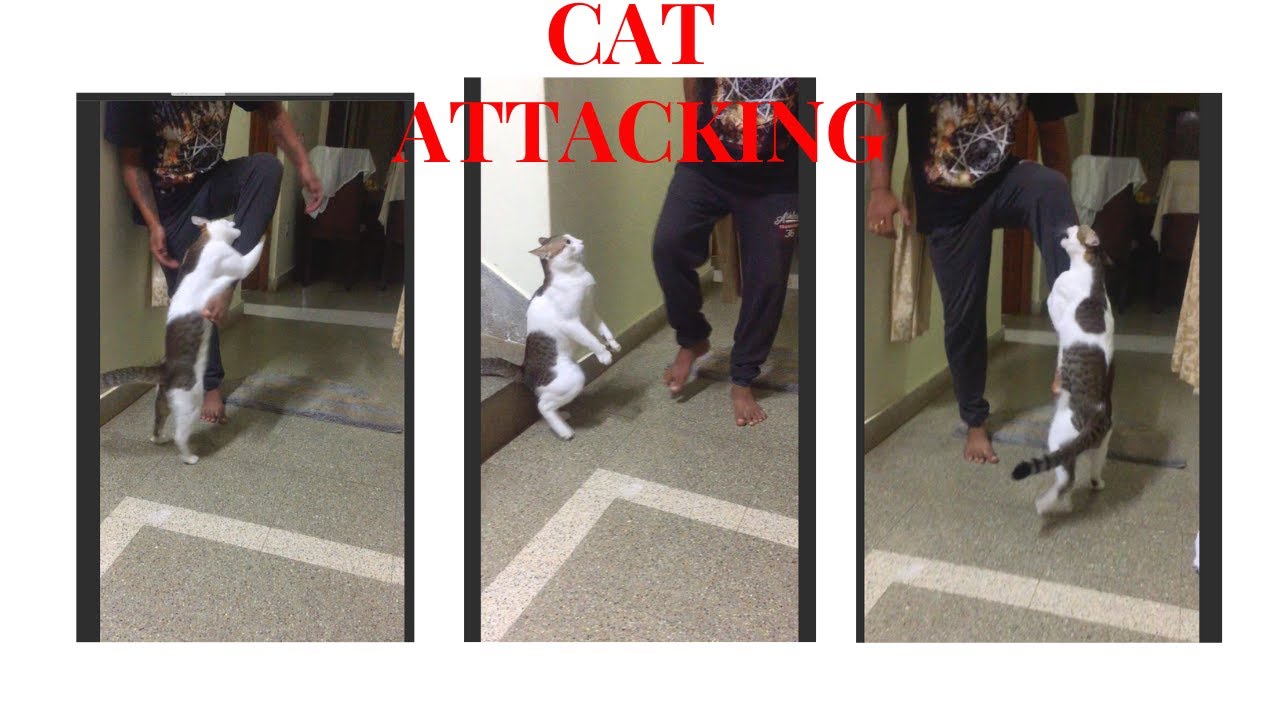 Cat Attacking Human | Funniest cat attack video - YouTube