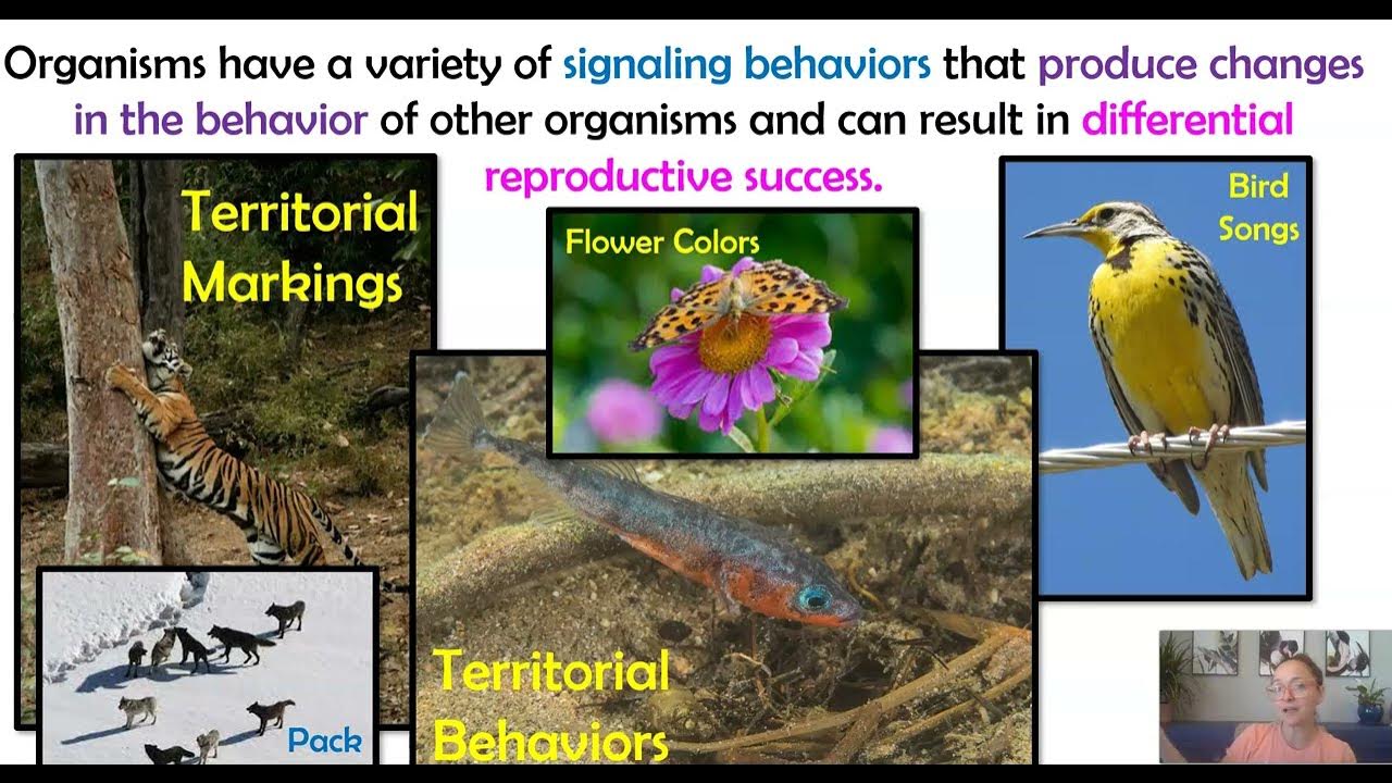 AP Bio Topic 8.1 Part 2: Response to the Environment - Communication ...