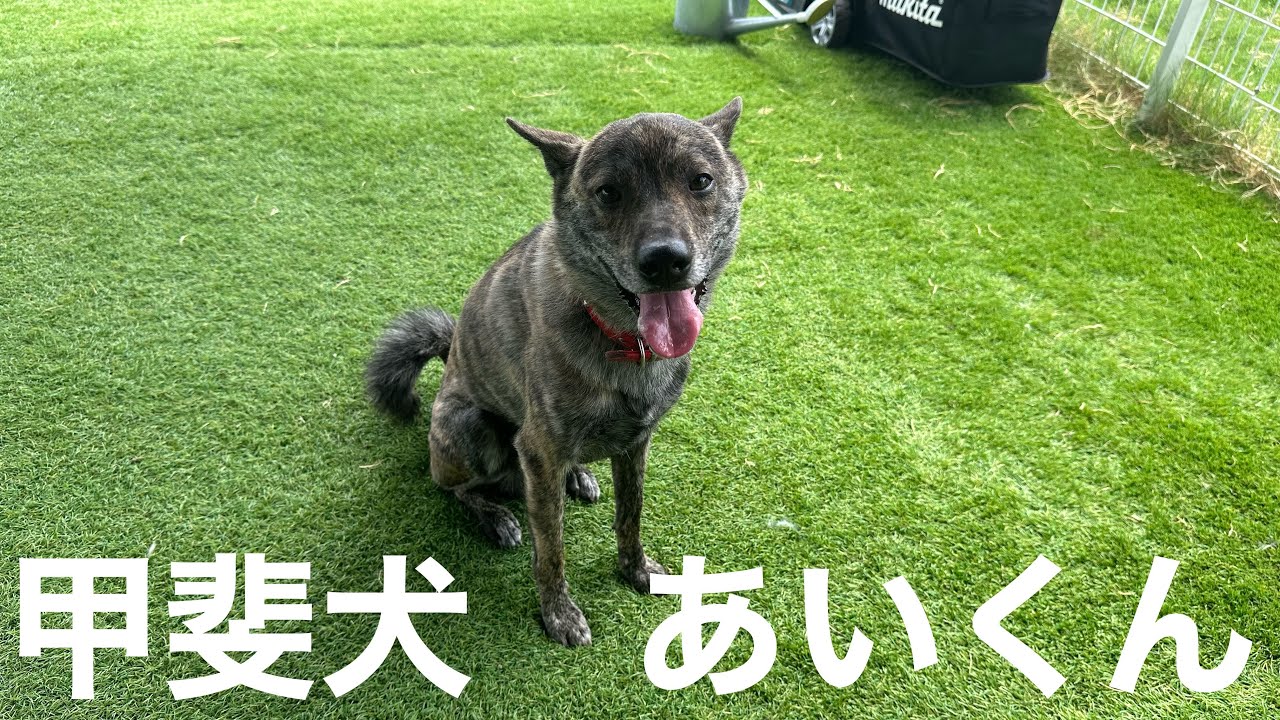 甲斐犬 あいくん【Kai inu】 - YouTube