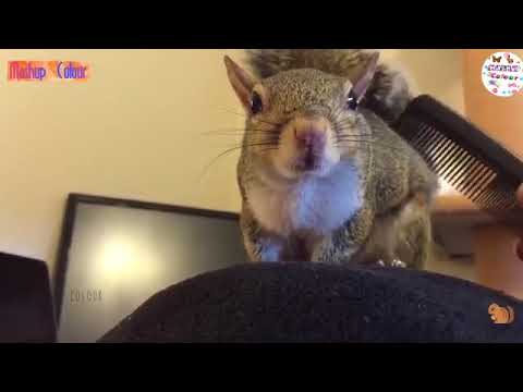 Cute Squirrel Whatsapp Status Video   Cute Animals Status Video   30 sec Squirrel Video