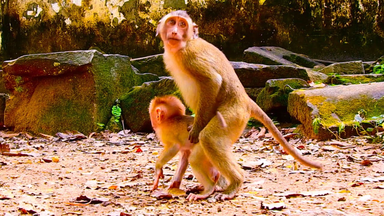 talented train Leo lol style by Brady, fall in broken heart, as mama no ...