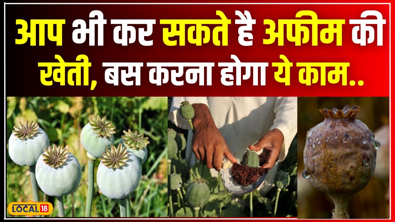 Afeem Farming: आप भी कर सकते है अफीम की खेती, बस करना होगा ये काम ...