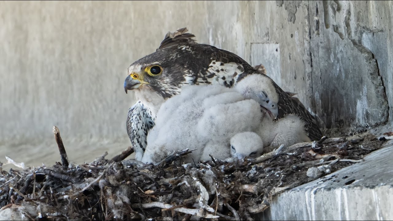Gyrfalcon | Largest Falcon in the World | Unexpected Find in Alaska ...