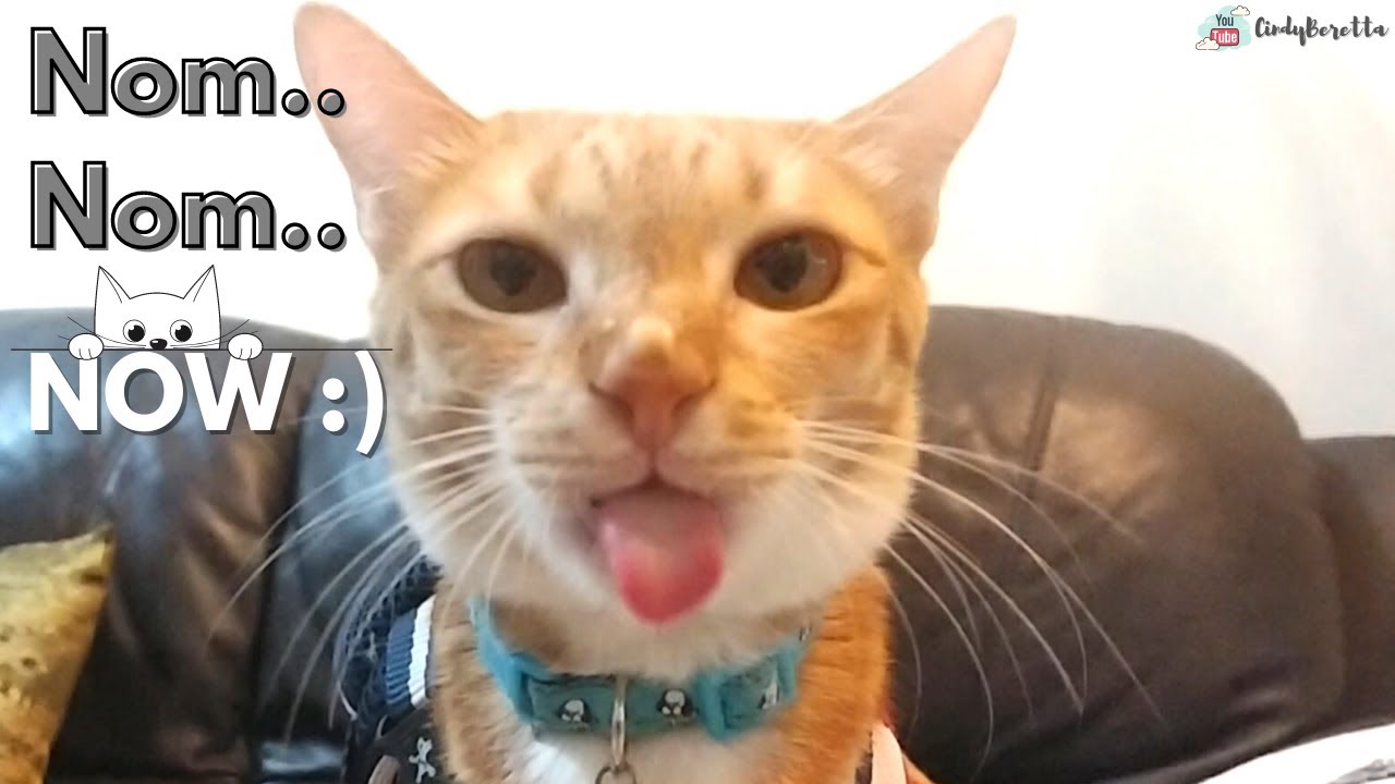 Nom Nom Nom - Cute cat with SNACK :) | Funny video - YouTube