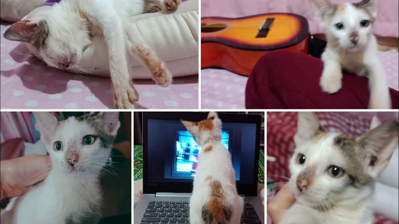 A DAY IN MEOW LIFE (mheng seuw's first vlog) - YouTube