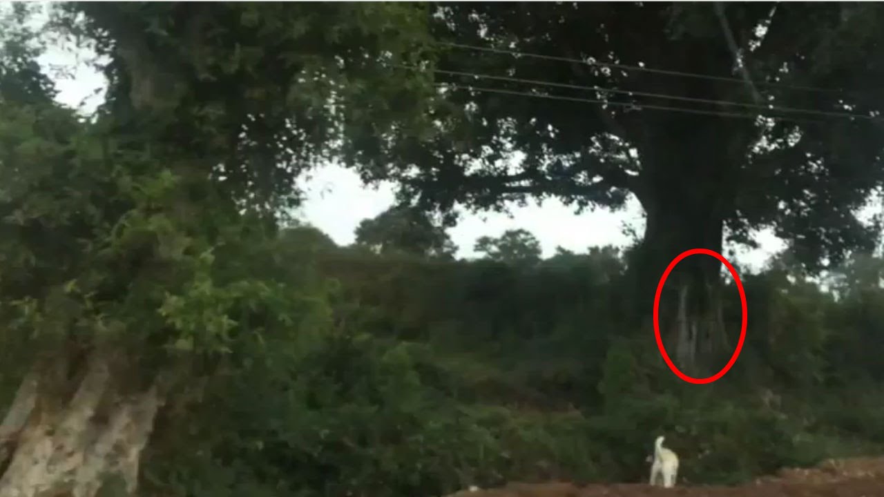 Real Ghost Caught On Camera | Ghost Near Tree | Ghost Found While ...