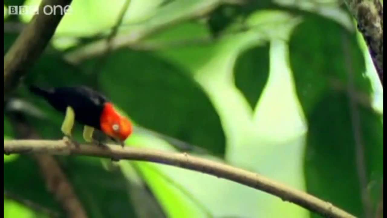 Moonwalking bird - YouTube
