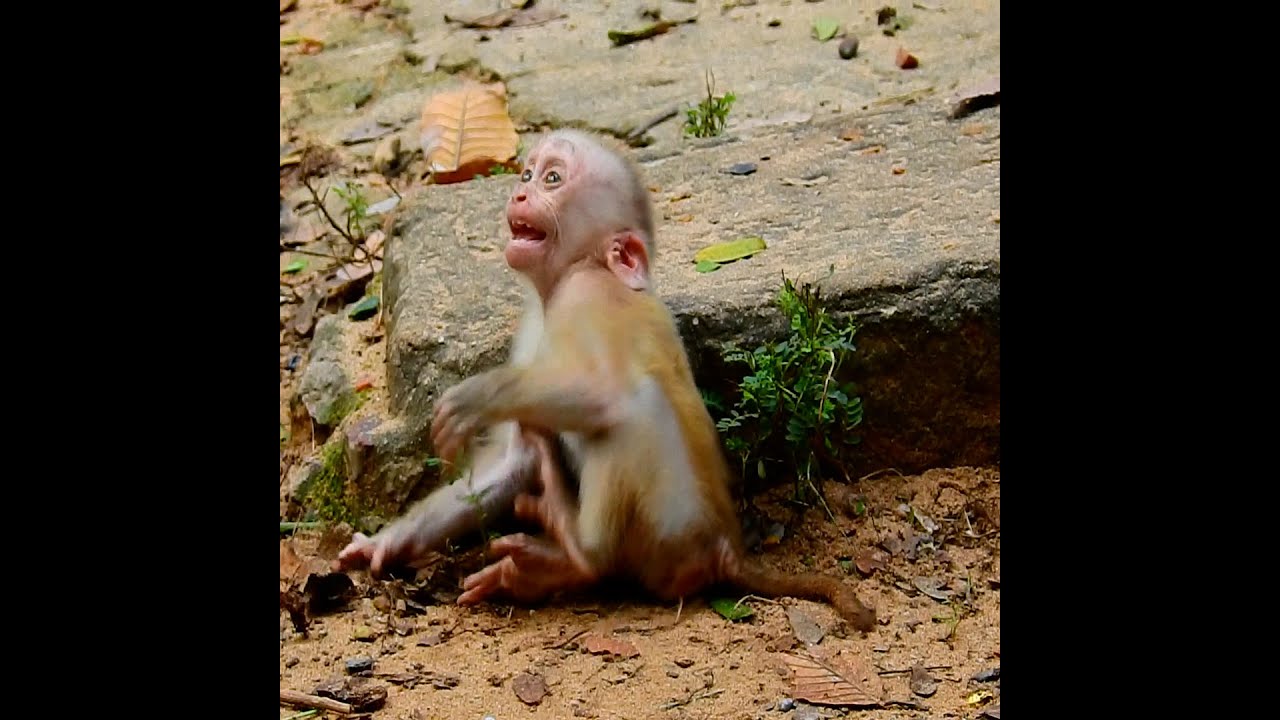 The little baby monkey weeping out loudly - YouTube