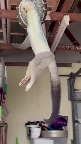 This is a carpet python pulling up a brush tailed possum. #snake # ...