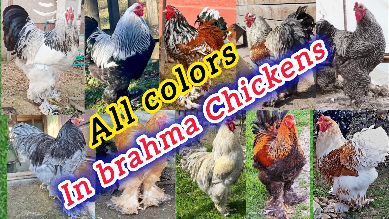 All colors in brahma Chickens | brahma chicken breed | brahma chicken ...