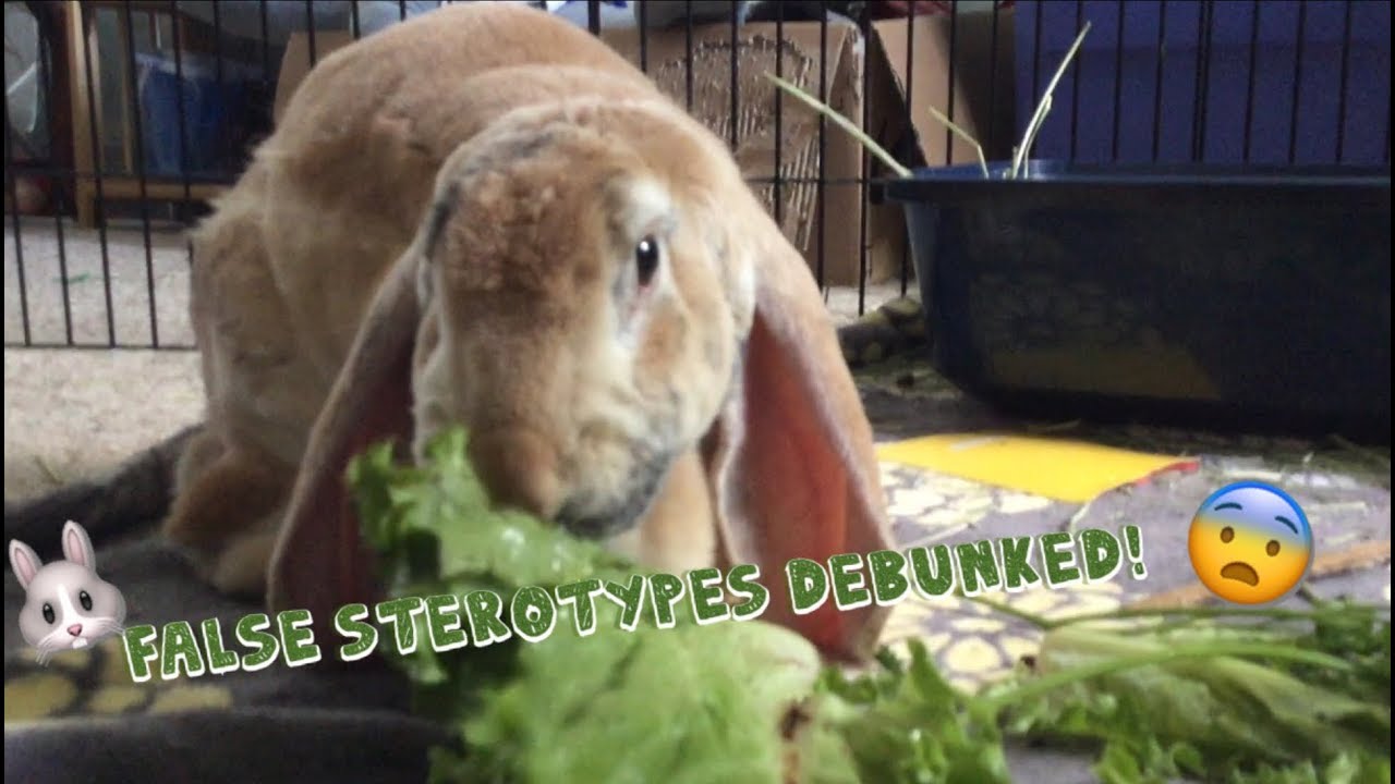 7 common rabbit stereotypes that actually aren’t true! - YouTube
